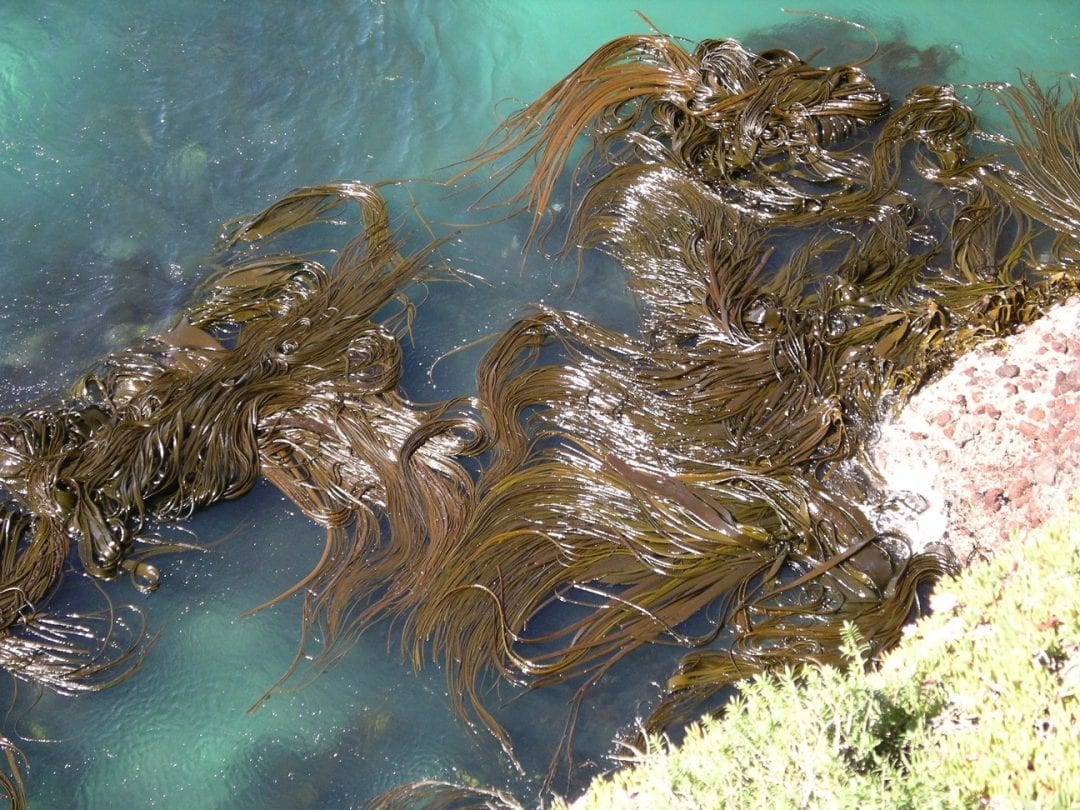 Why is Alginate from Seaweed a Powerful Ingredient for Eliminating Odor ...